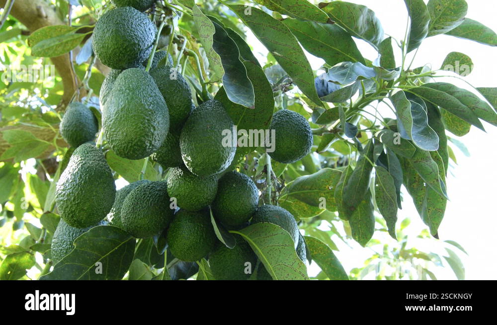 Branch of natural hass avocados in a avocado tree at backlight ...