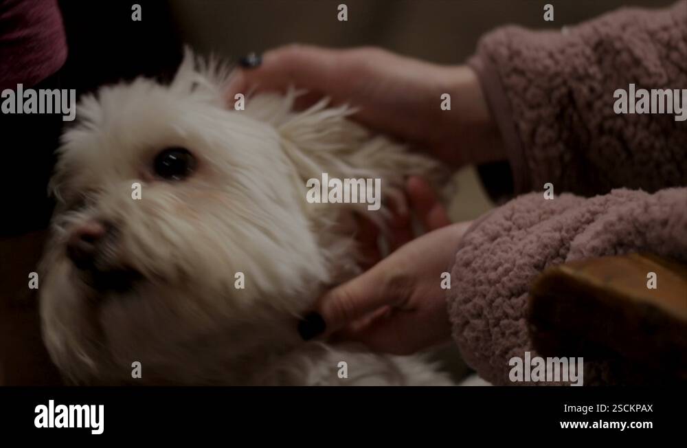 Pet dog jumping off the couch after being petted by owner. Old lady ...