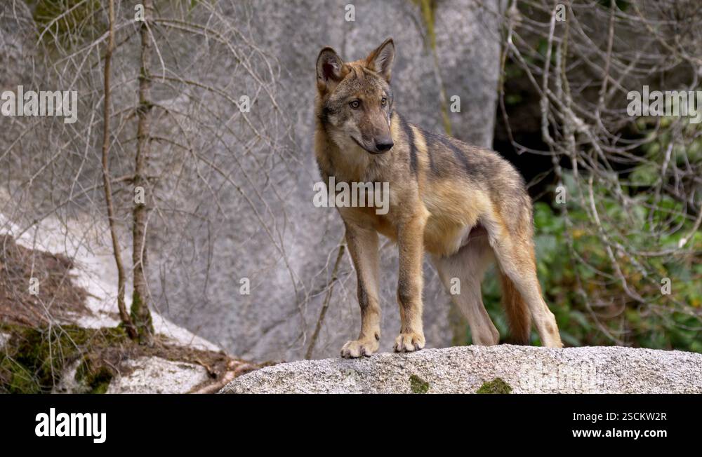 Eurasian wolf (Canis lupus lupus) on rock Stock Video Footage - Alamy