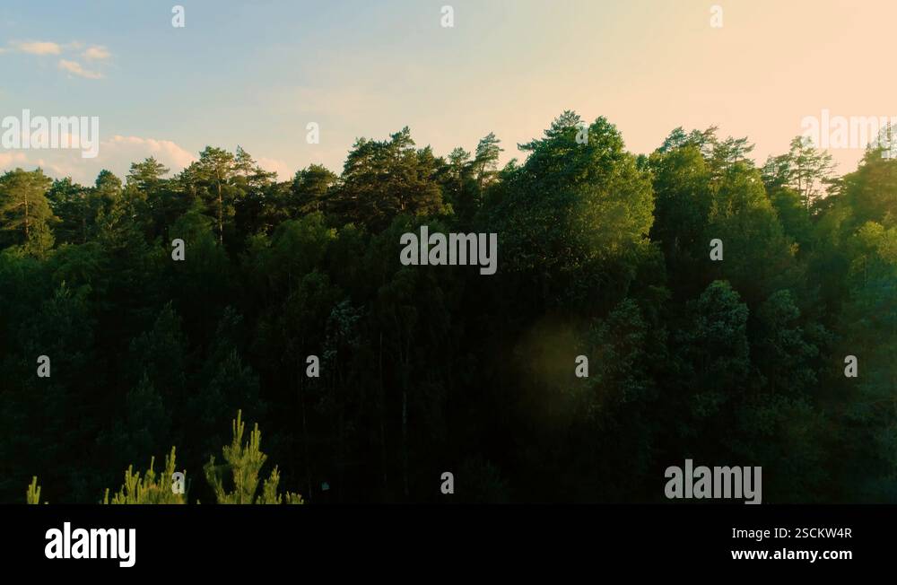 Rising over tree line during golden hour Stock Video Footage - Alamy