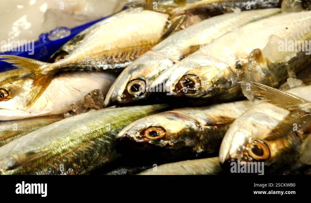Traditional Thai sea food market, with fresh seafood Stock Video ...