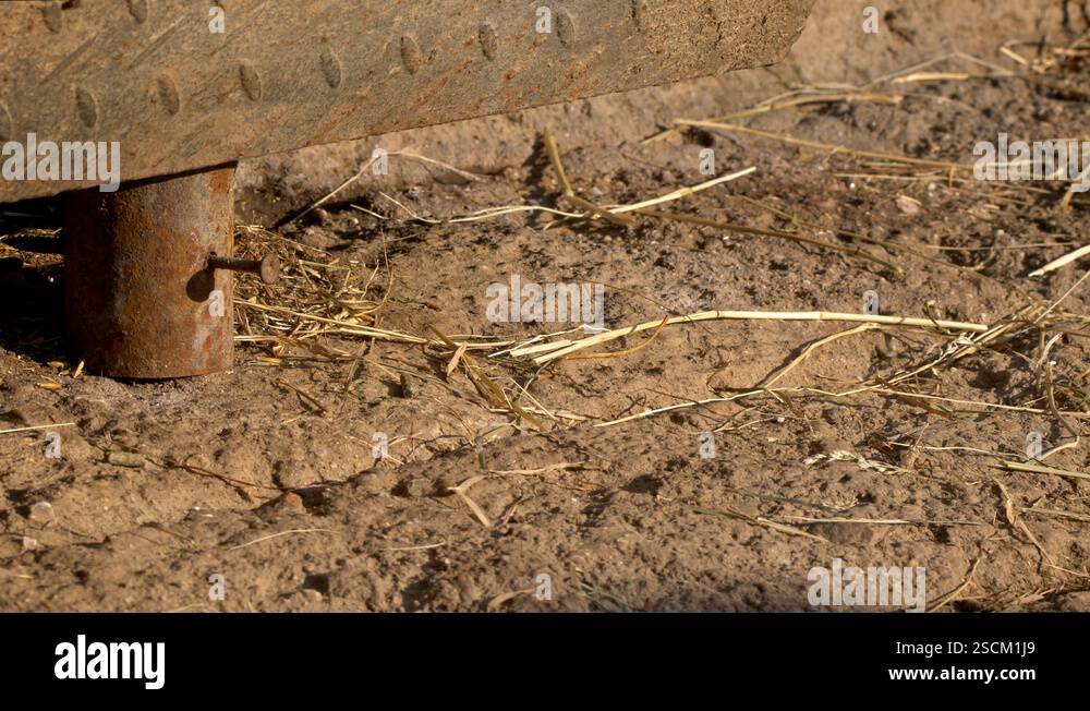 House mouse (Mus musculus) foraging for food in the backyard Stock ...