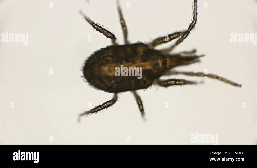 mite hypoaspis miles is a predator, inhabits the upper layers of the ...