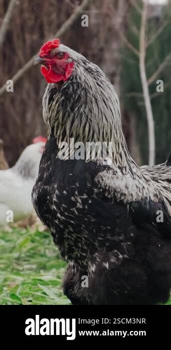 A beautiful rooster proudly displaying its vibrant plumage while ...