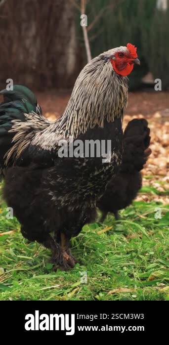 A striking and colorful rooster with unique, beautiful plumage, proudly ...