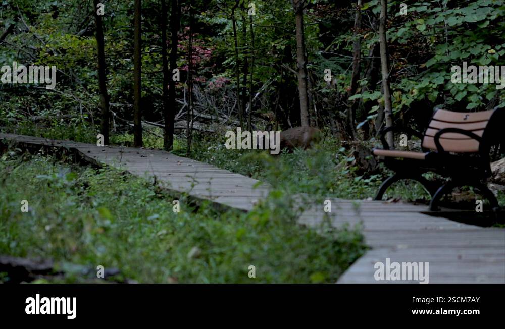 Deer in the forest jumping across a trail. Female doe leaps in the ...