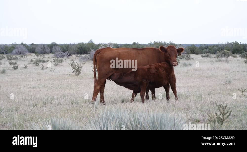 Brown mother cow nursing with calf on ranch and utters visible Stock ...