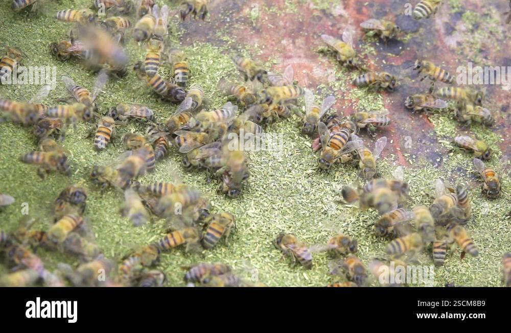Honey bees collecting dry plant material close up slow motion Stock ...