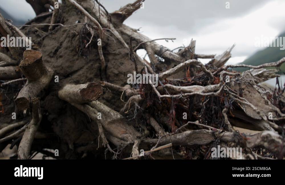 Washed up tree roots to reveal highland loch and Valley Stock Video ...