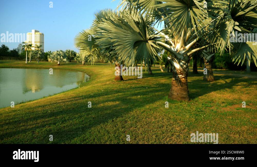 Bismarckia nobilis is a beautiful silver palm tree in a tropical garden ...