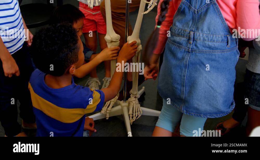Multi-ethnic school kids fixing skeleton model in classroom at school ...