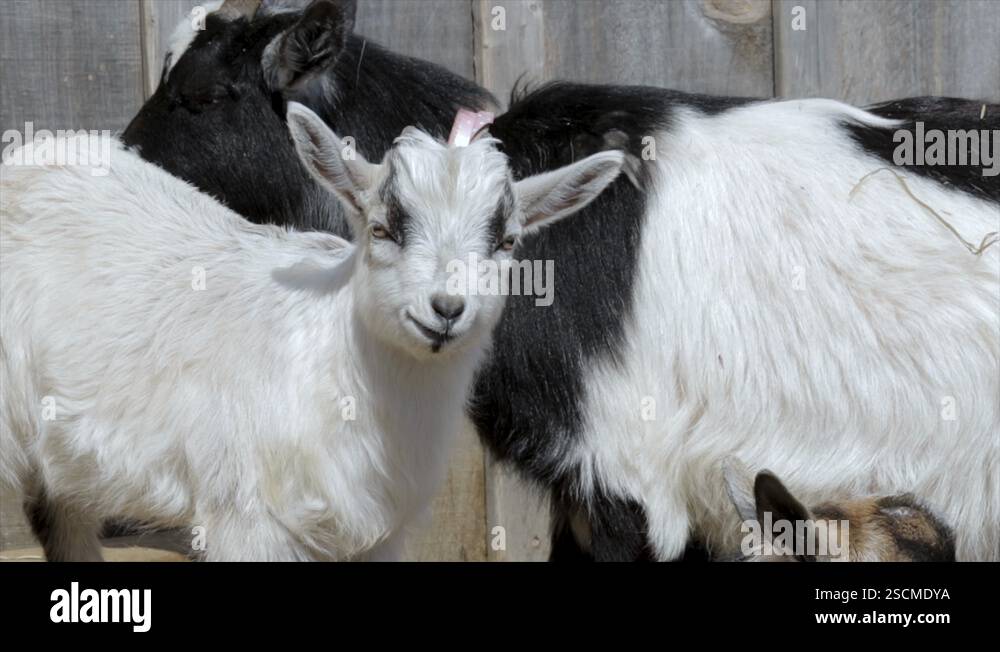 Goats play fighting and head butting while eating food. Bigger goat ...