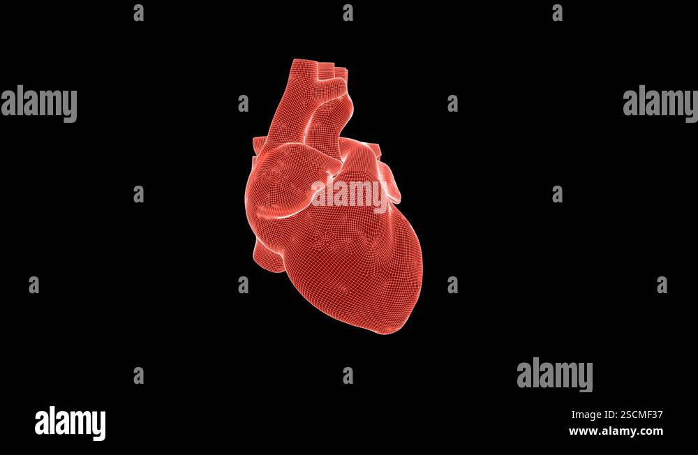 Beating human heart wireframe rotating against black seamless loop ...