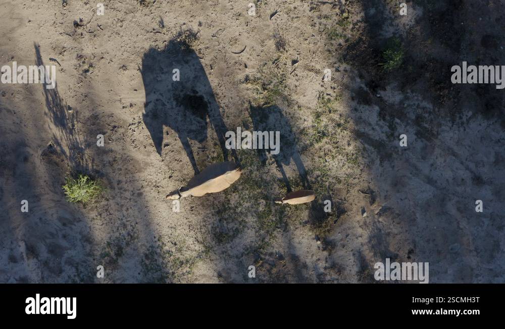 4K straight down aerial view of a female white rhino and calf casting a ...