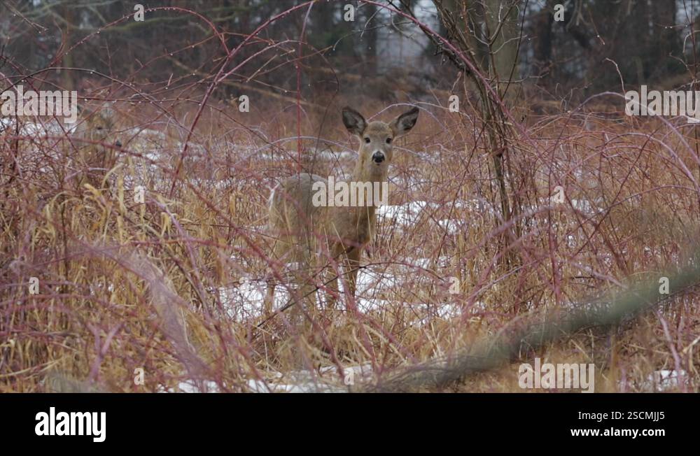 Family of deer in the forest eating together. Grazing group of female ...