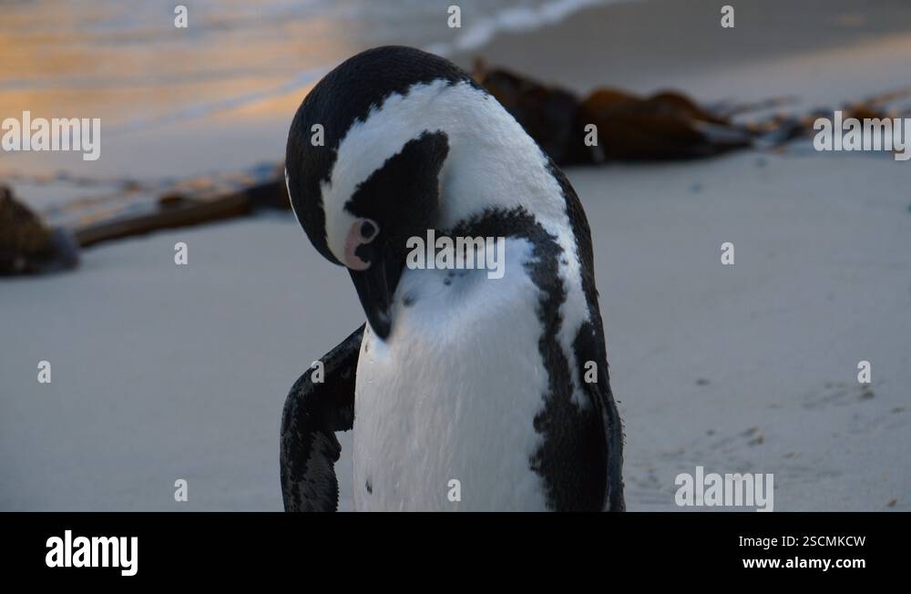 4K close-up cropped view of an African penquin preening on the shore at ...