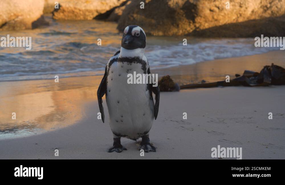 4K close-up view of an African penquin shaking the water from its ...
