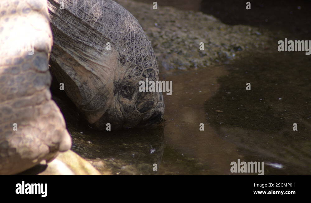 Galapagos giant tortoise turtle drinking water in a river - Chelonoidis ...