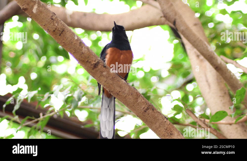 Shama malabar bird or White-rumped shama in a tree - Kittacincla ...