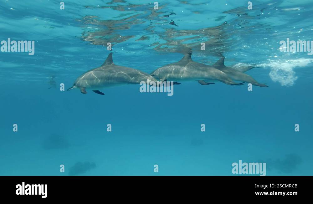 A group of four dolphins swimming in a row under the surface water ...