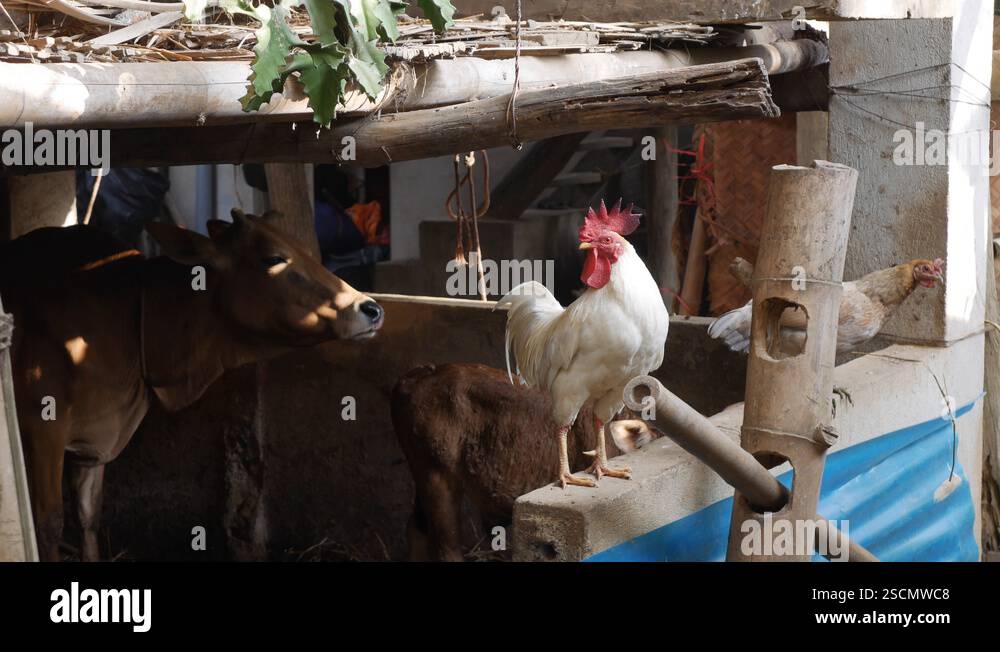 Animals walking in the backyard. A rooster, cow and a calf stand in a ...
