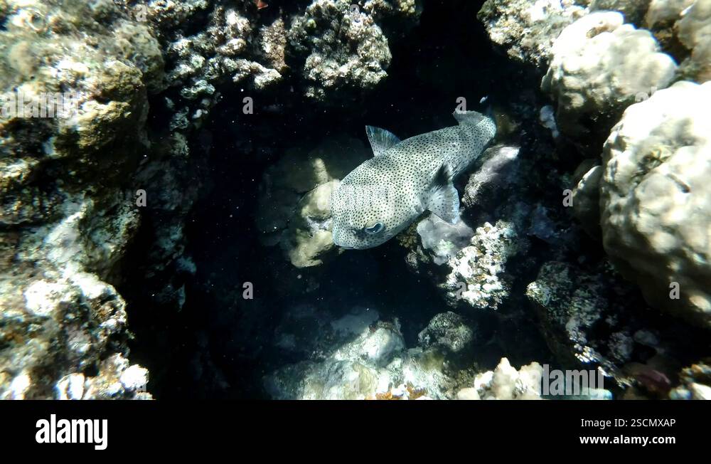 Spot-fin porcupinefish hiding inside a coral reef. Spotted Porcupine ...