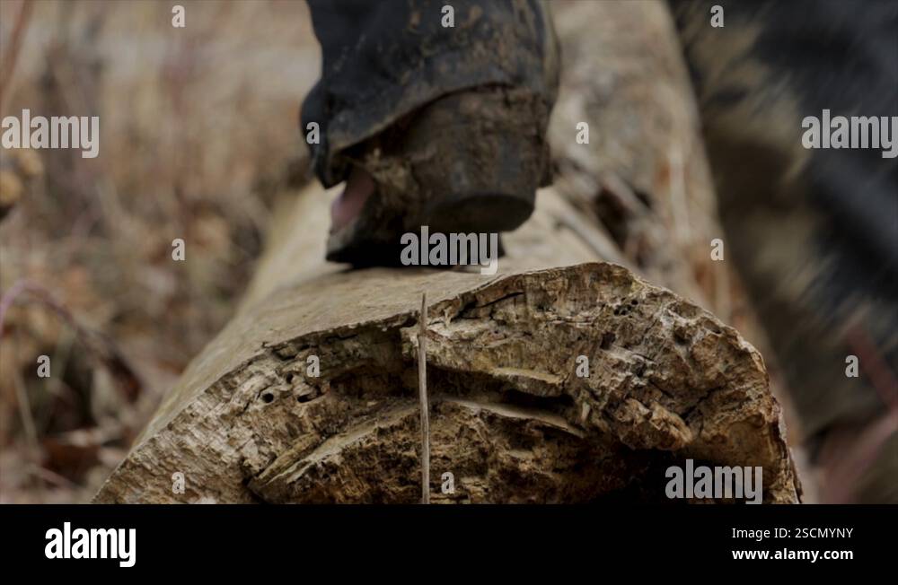 Child balancing on a log wearing muddy boots while hiking in the forest ...