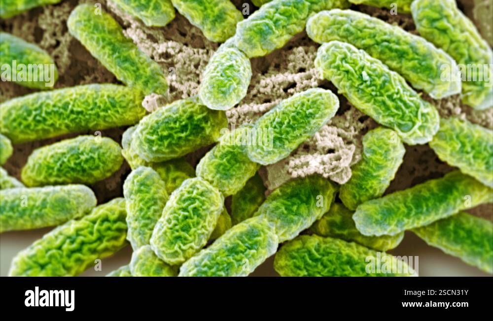 Normal scanning electron micrograph Stock Videos & Footage - HD and 4K Video Clips - Alamy