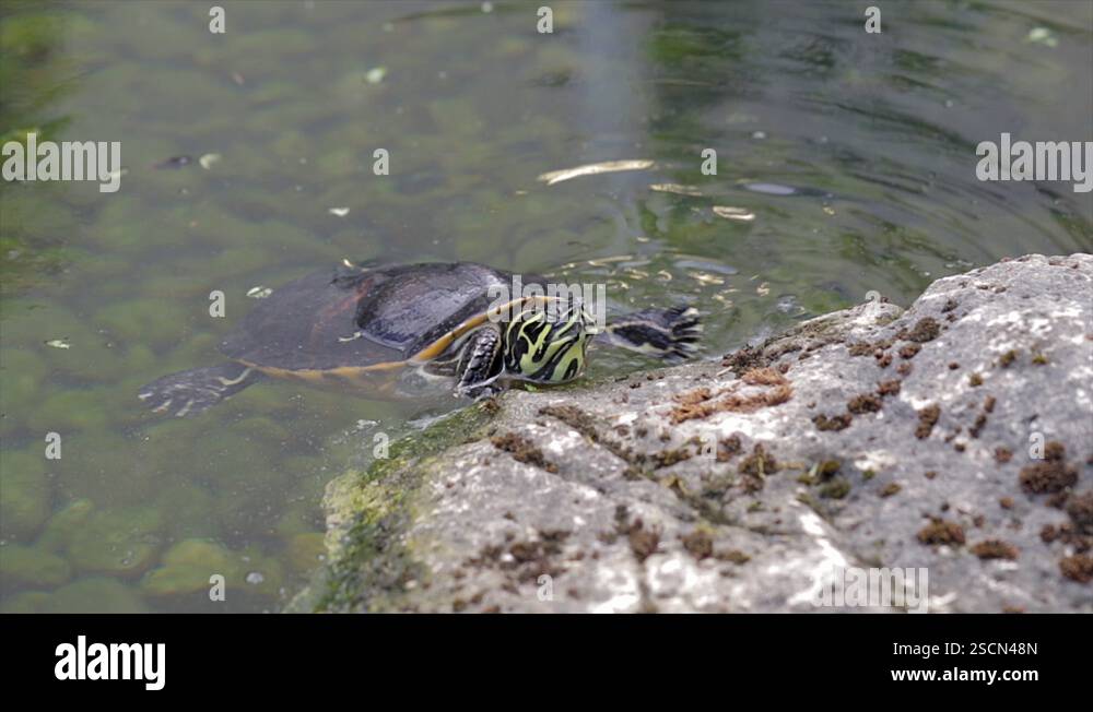 Struggling to get up. Turtle finding inner strength and perseverance to ...