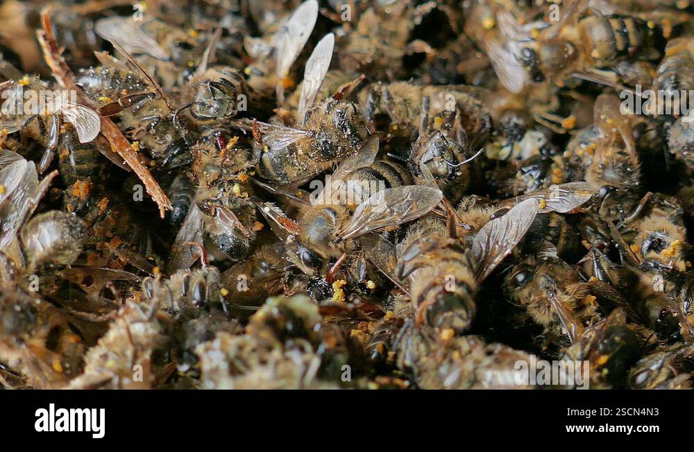 Dead and dying bees. Pesticides, herbicides and electromagnetic ...