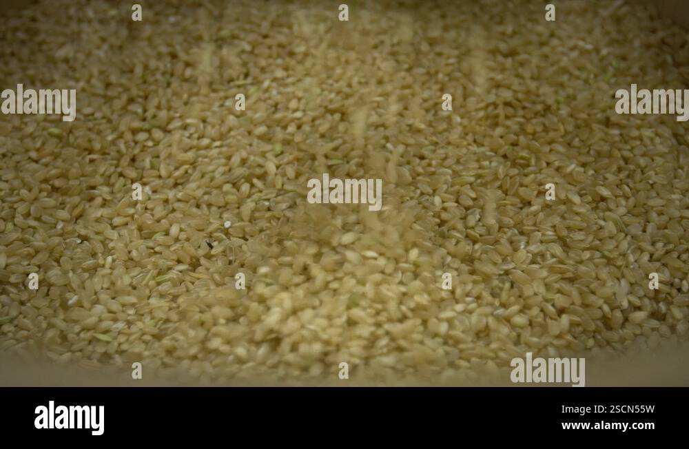 Slow Motion falling of rice grains seed background. Farmer feed concept ...