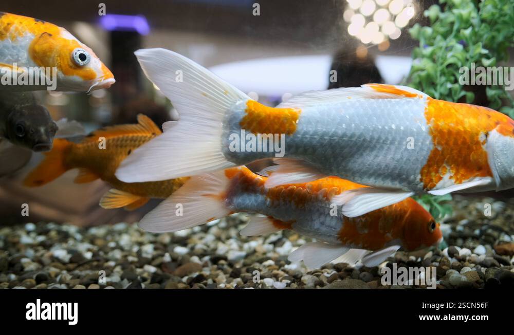 Sea aquarium fish, gold and white in color swim in a rectangular ...