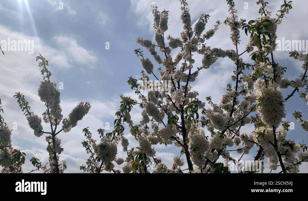 Cherry blossom tree with bees flying 4k slow motion Stock Video Footage ...