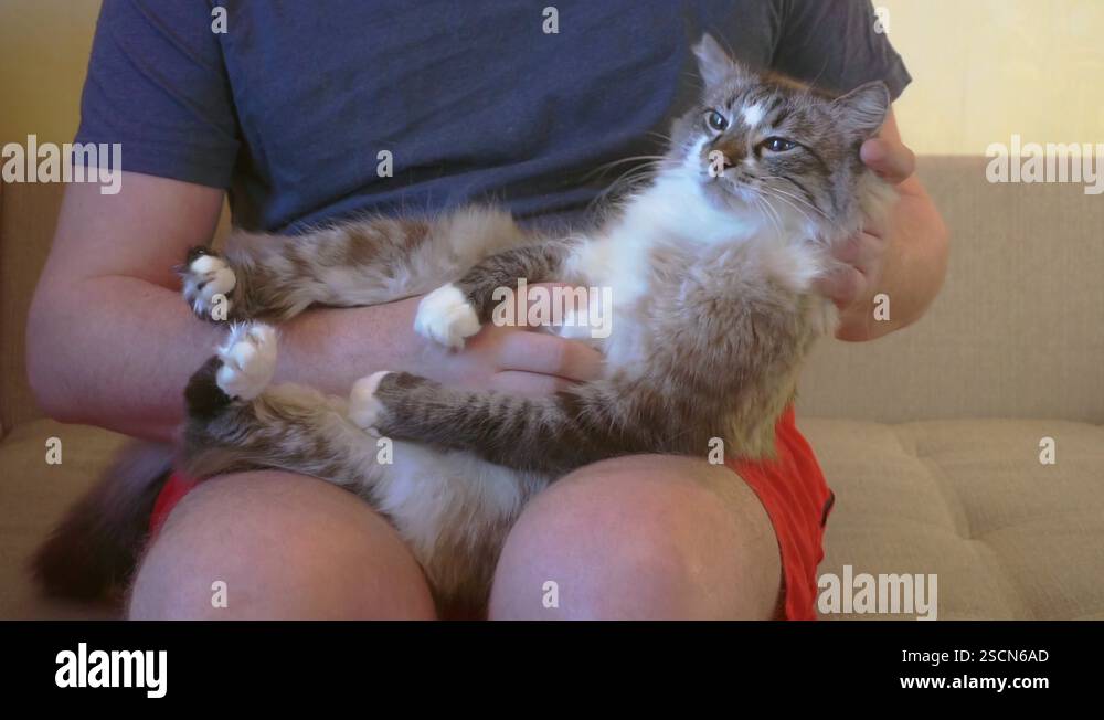 funny fluffy cat is resting lying on the hands of the owner Stock Video ...