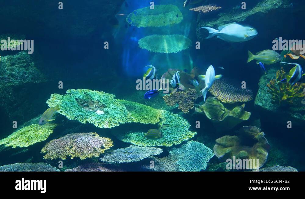 School of fish of various species swimming in clean blue water of large ...