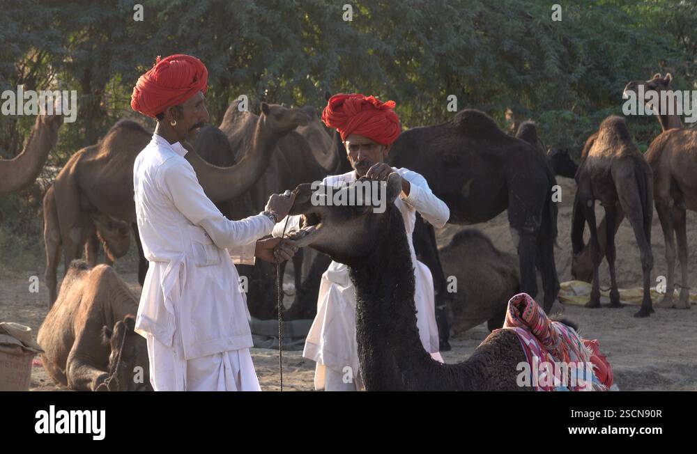 Men with camel Stock Videos & Footage - HD and 4K Video Clips - Alamy