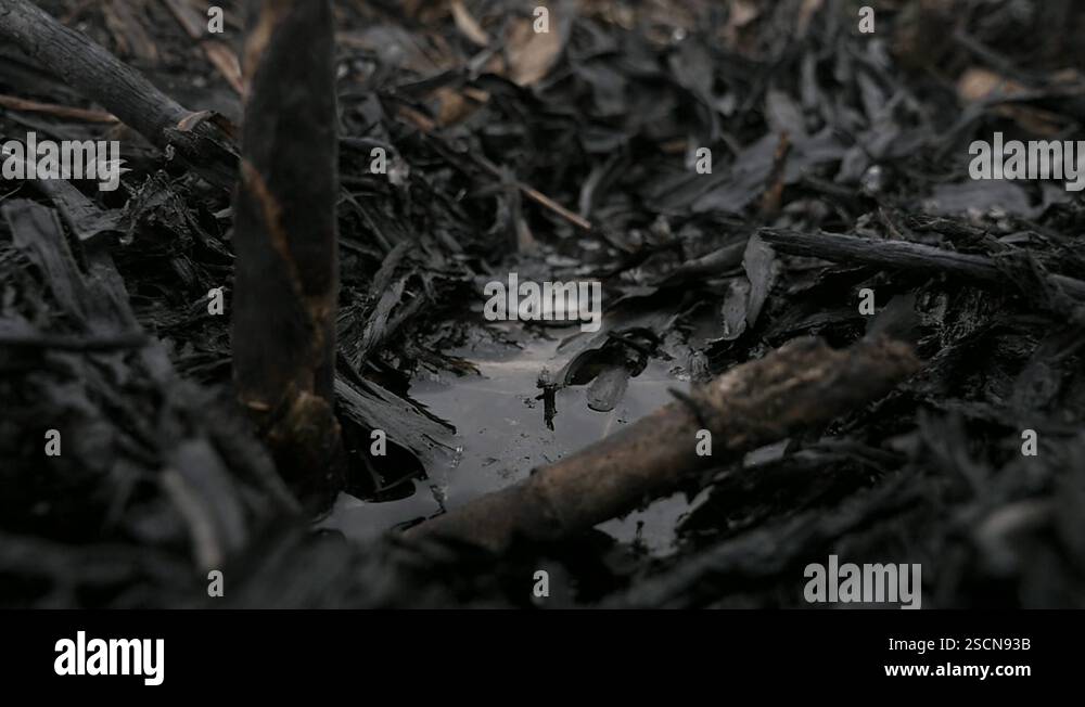 black ash falling in the puddle on the reed burnt field after a fire in ...