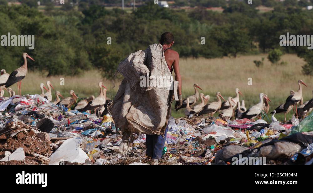 4K view of a poor man below the poverty line, scavenges for food Stock ...
