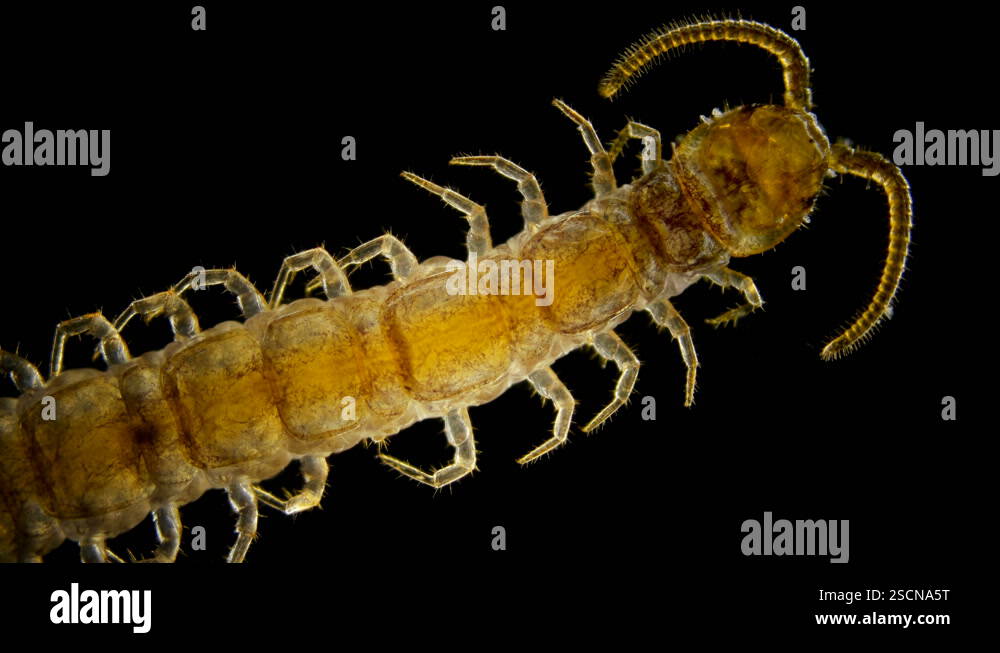 centipede Lithobius forfatus, a predator in the forest, in the forest ...