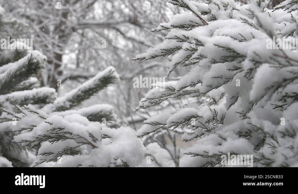 snow falls on snow covered pines Stock Video Footage - Alamy