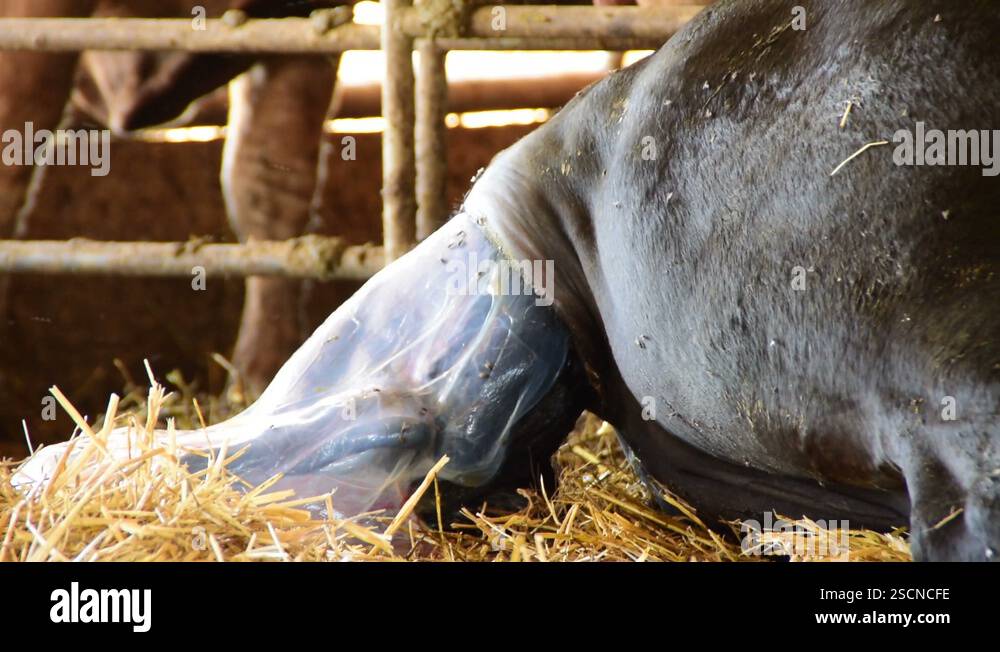 Cow gives birth to calf Stock Video Footage - Alamy