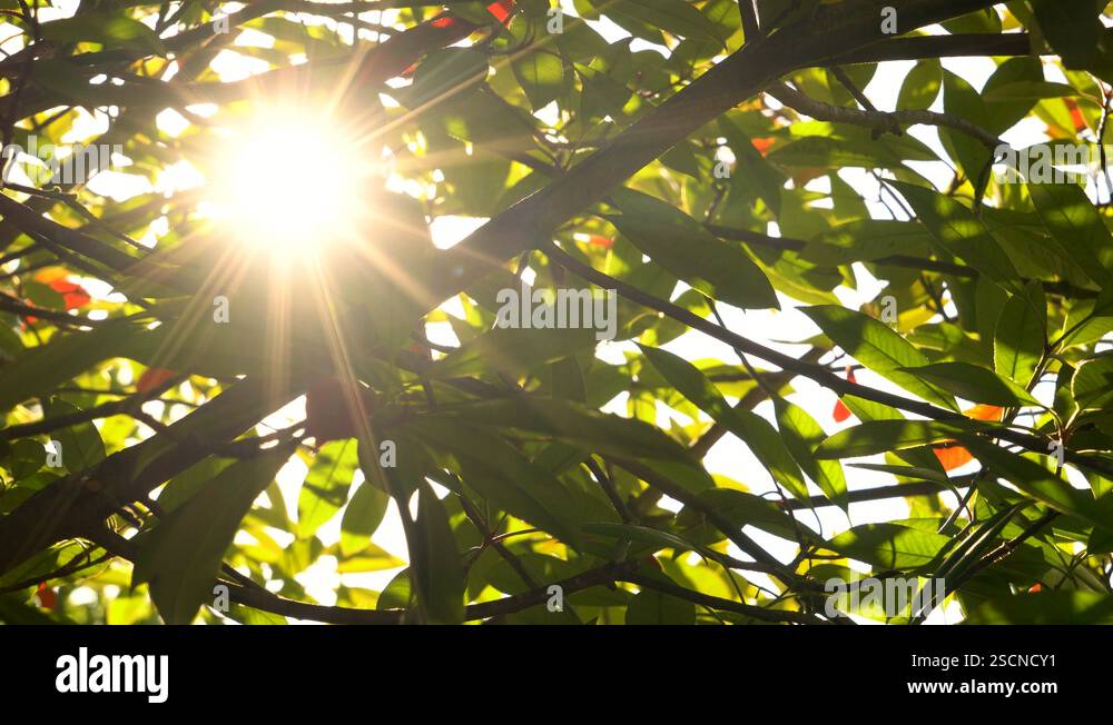 Sunlight glinting and sun rays shining through leaves on tree Stock ...