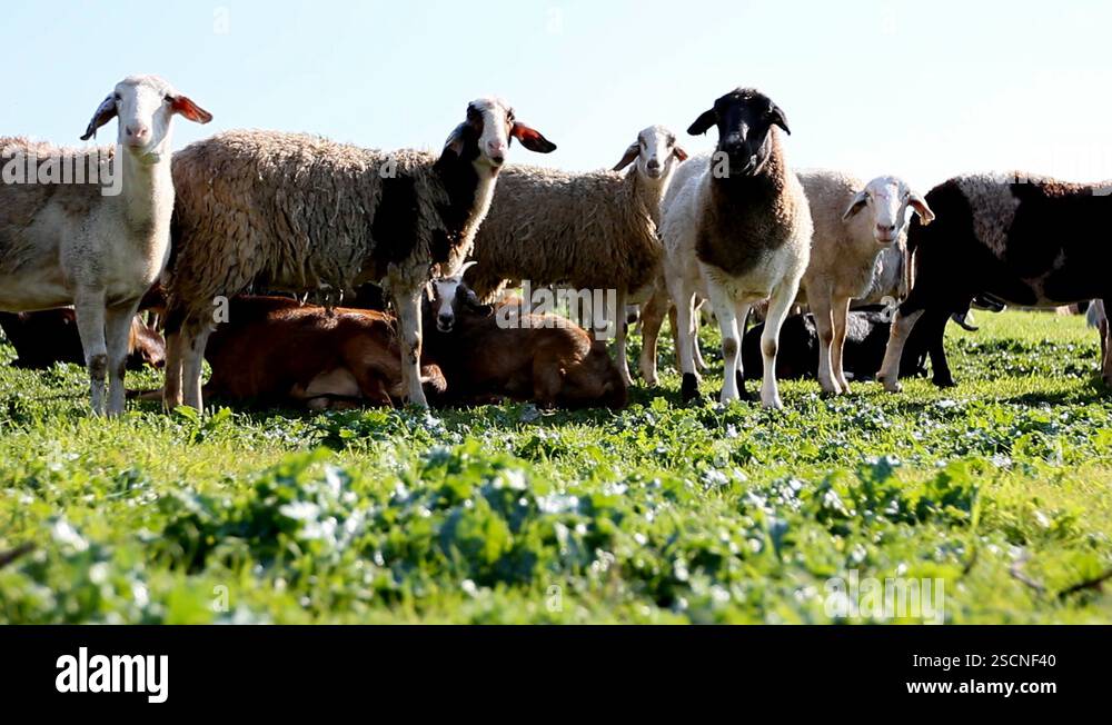 Sheep Shep lamb farm farming countryside ecology grass agriculture ...