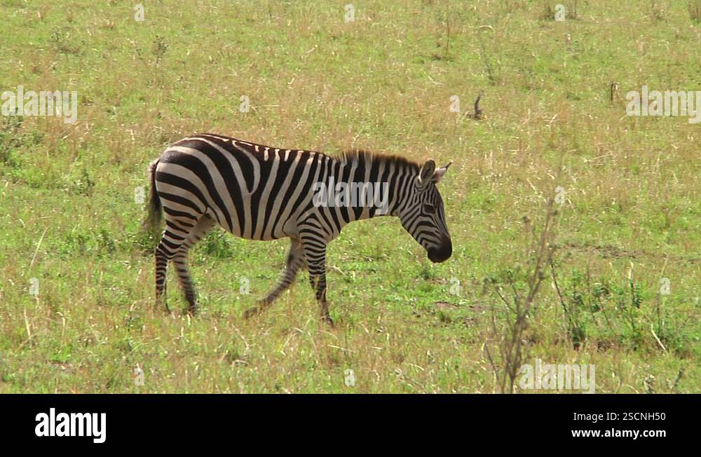 Plain zebra Stock Video Footage - Alamy