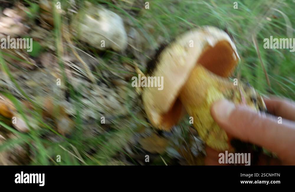 Boletus satanas, the Satan's bolete or Devil's boletus, is a poisonous ...