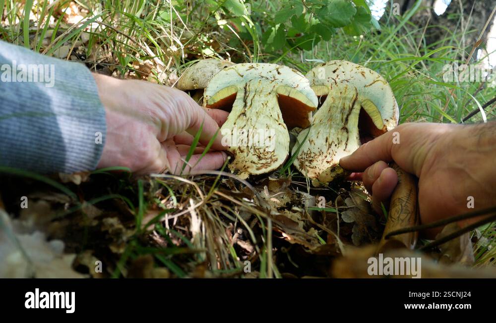 Boletus satanas, the Satan's bolete or Devil's boletus, is a poisonous ...