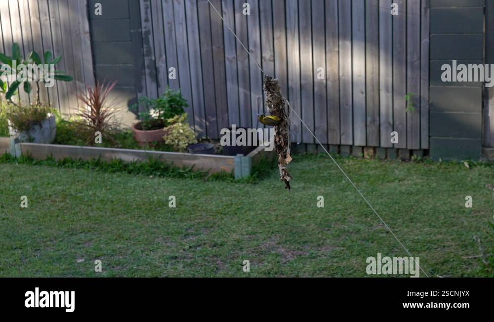Yellow sunbird building its nest on the rope by human habitation, slow ...