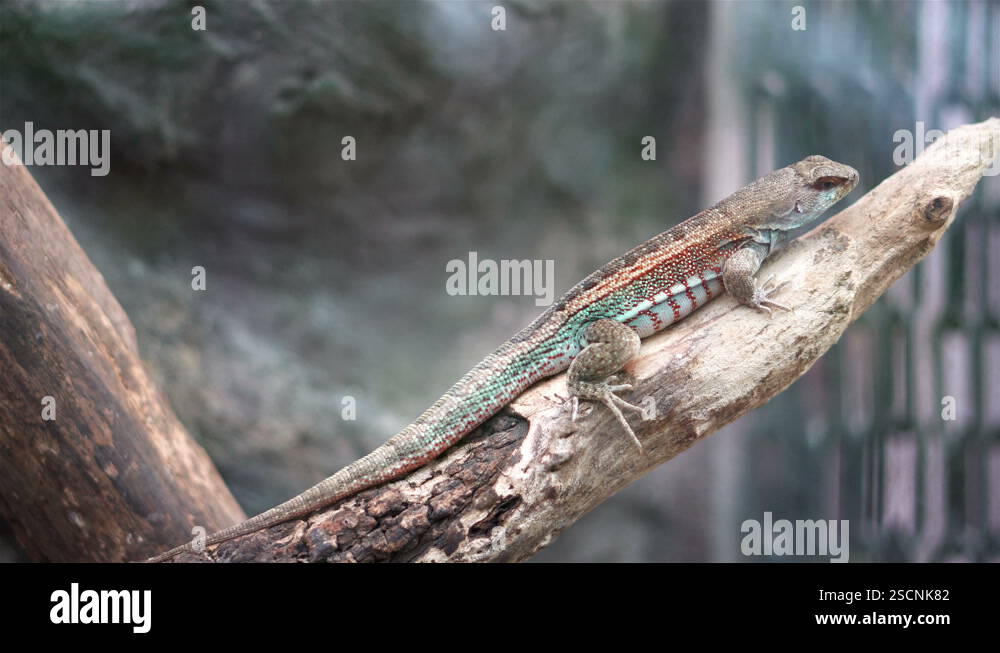 Close-up View of Lizard Sitting on a Branch Stock Video Footage - Alamy