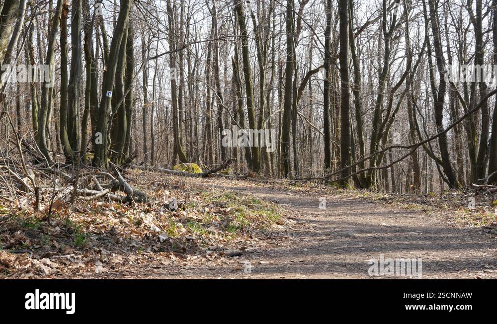 Tree trunks without leaves in the forest Stock Video Footage - Alamy