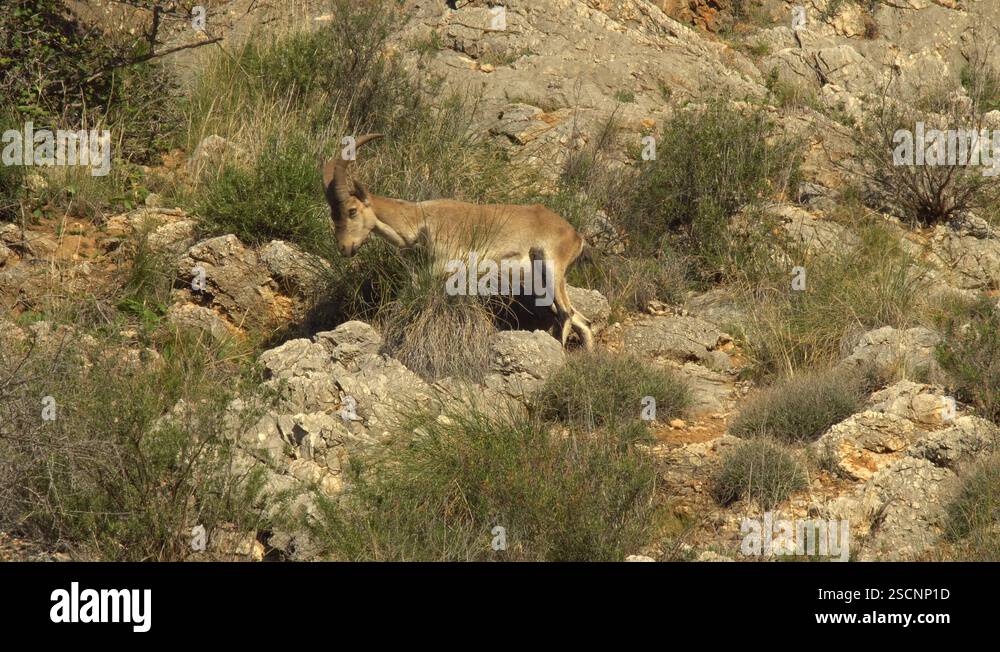 Ibex Iberian male in heat Stock Video Footage - Alamy